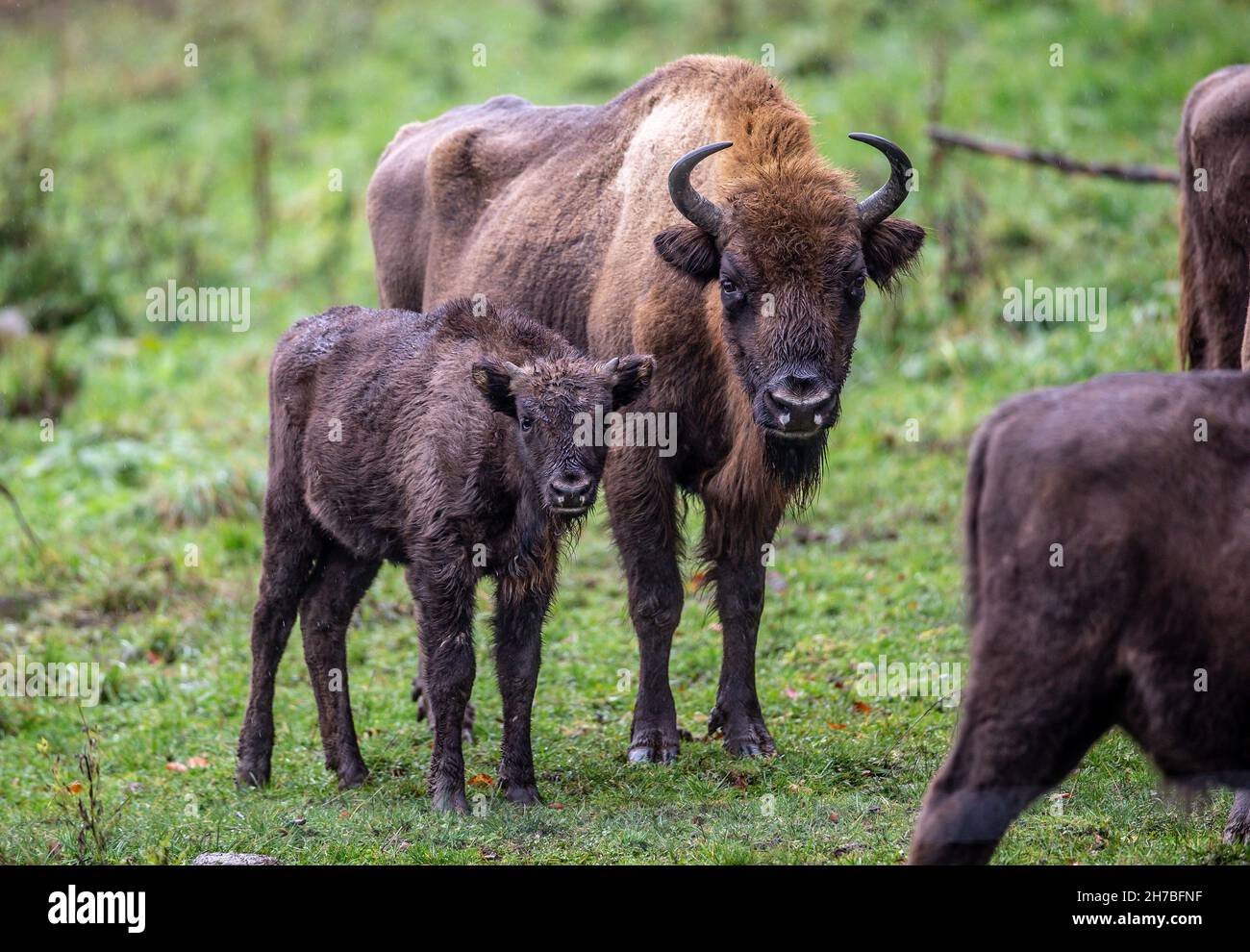 PRODUCTION - 03 November 2021, Bad Berleburg: Bison stand in a meadow ...