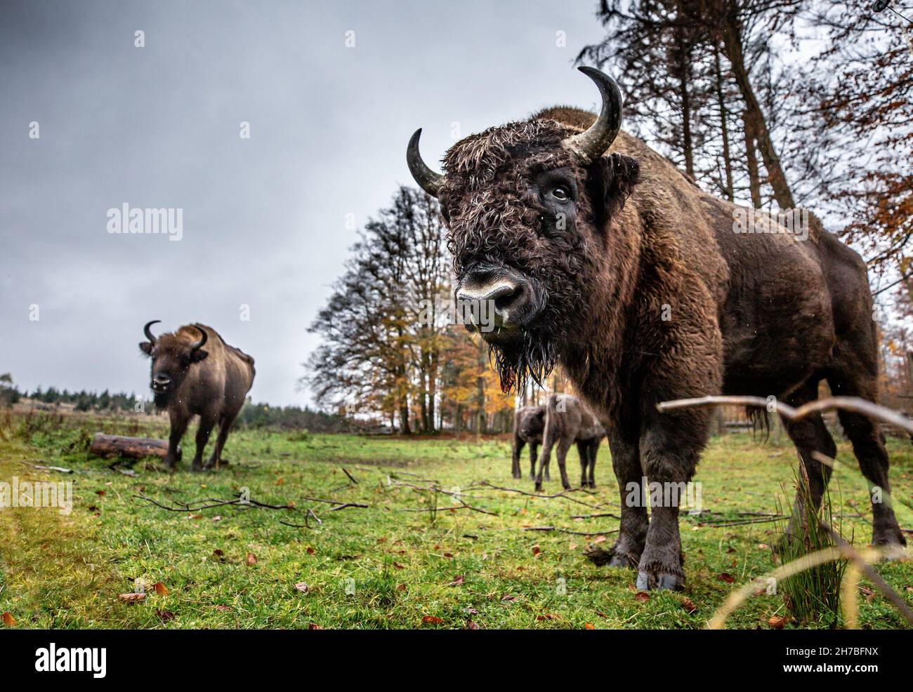 PRODUCTION - 03 November 2021, Bad Berleburg: Bison stand in a meadow ...