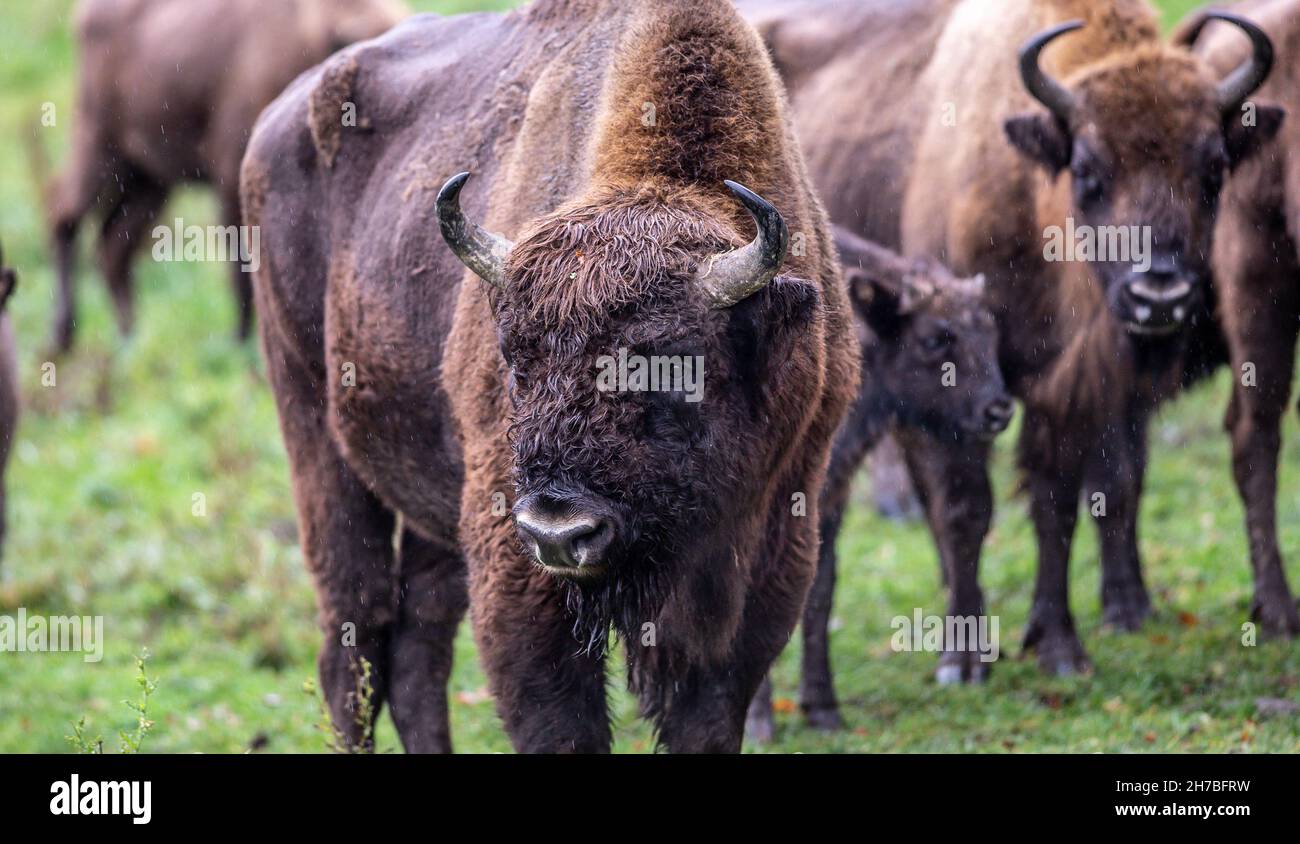 Bison wisent project hi-res stock photography and images - Alamy