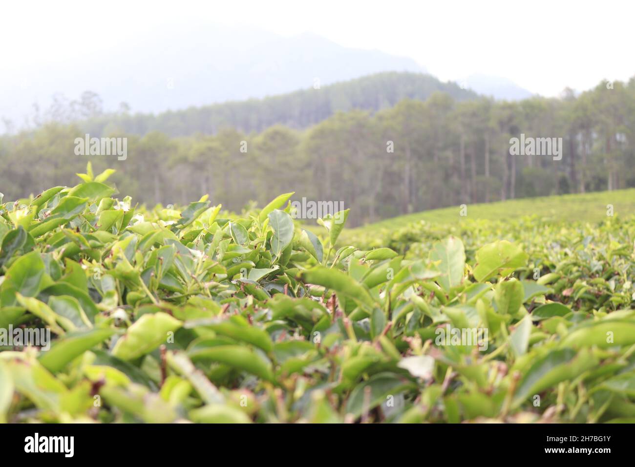 Beautiful tea photography hi-res stock photography and images - Alamy