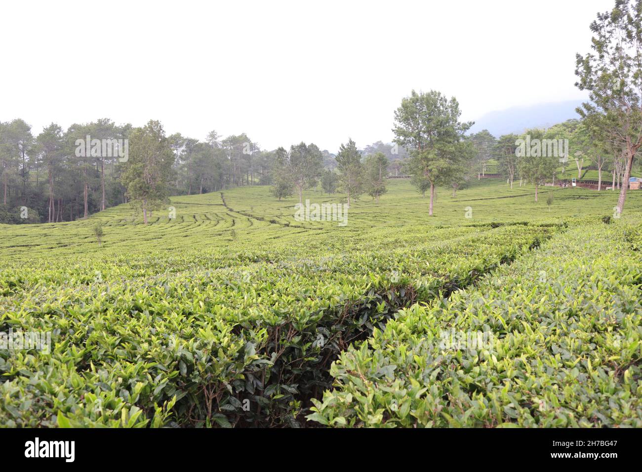 Beautiful tea photography hi-res stock photography and images - Alamy