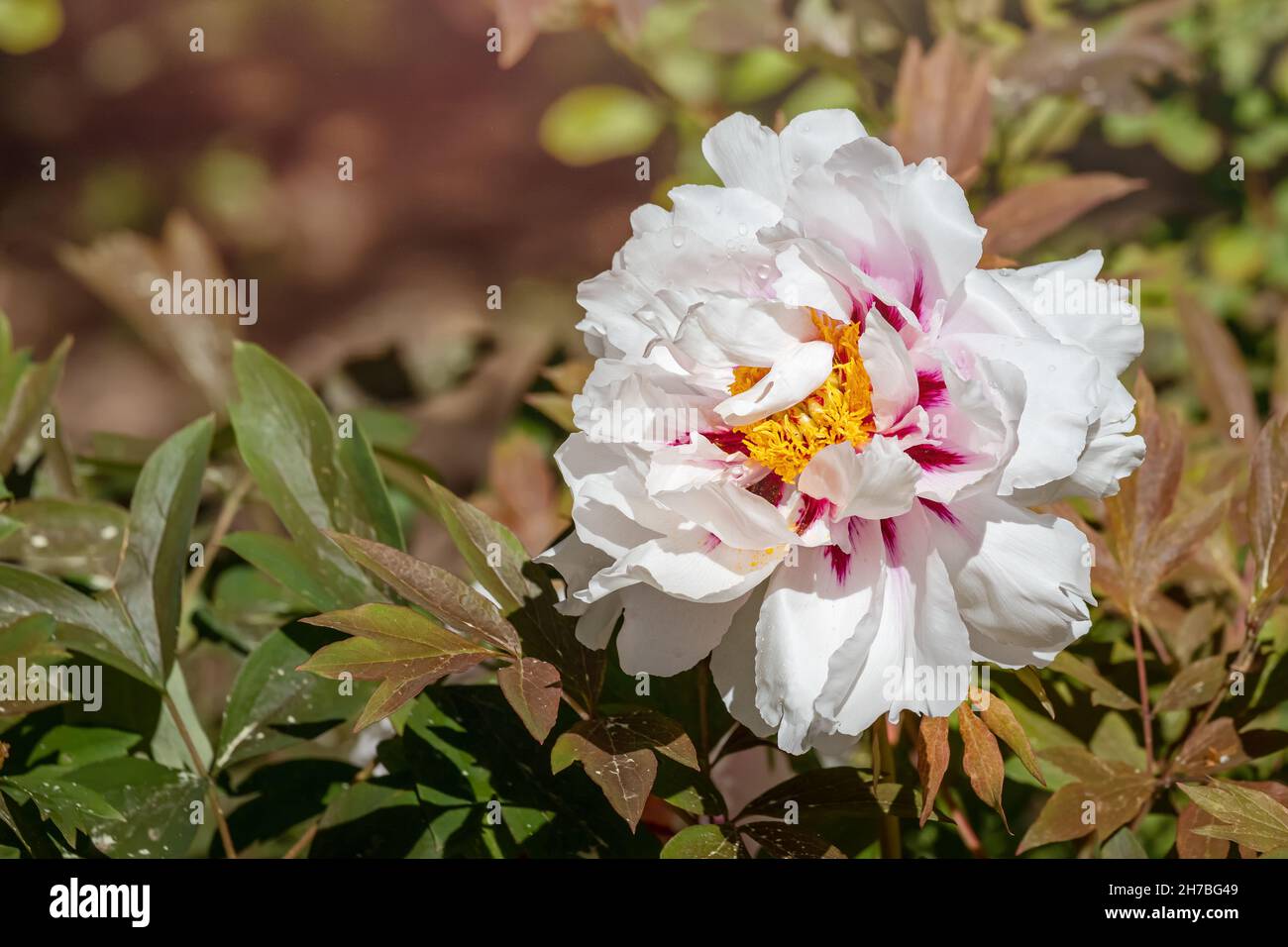 Blooming Paeonia suffruticosa bush this is a hybrid plant bred for ...