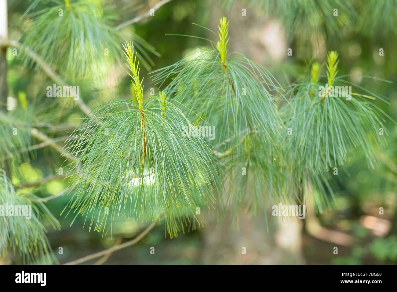 New shoots on a branch of a young pine tree. The concept of the growth ...