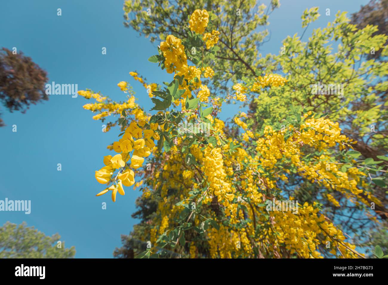 Caragana Arborescens Lorbergii