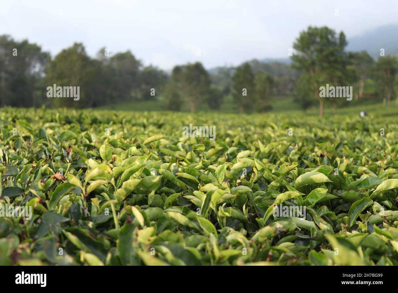 Beautiful tea photography hi-res stock photography and images - Alamy