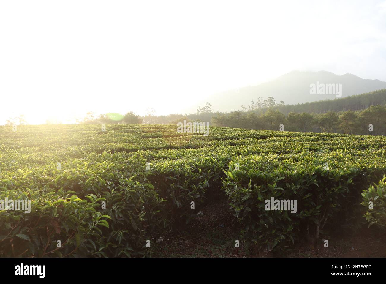 beautiful tea garden Stock Photo - Alamy