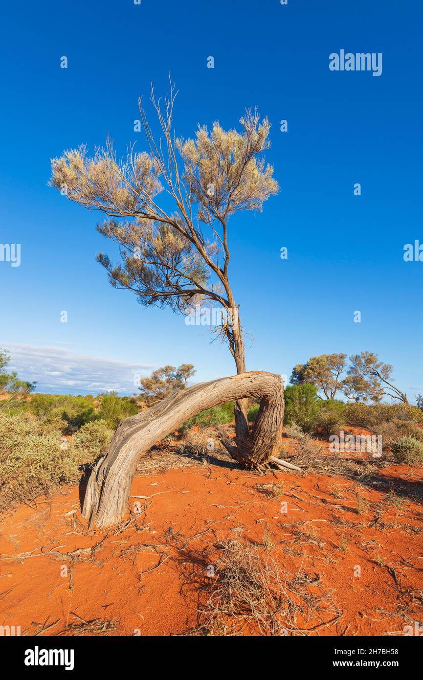 Lone twisted tree in the Australian Outback, Western Australia, WA ...
