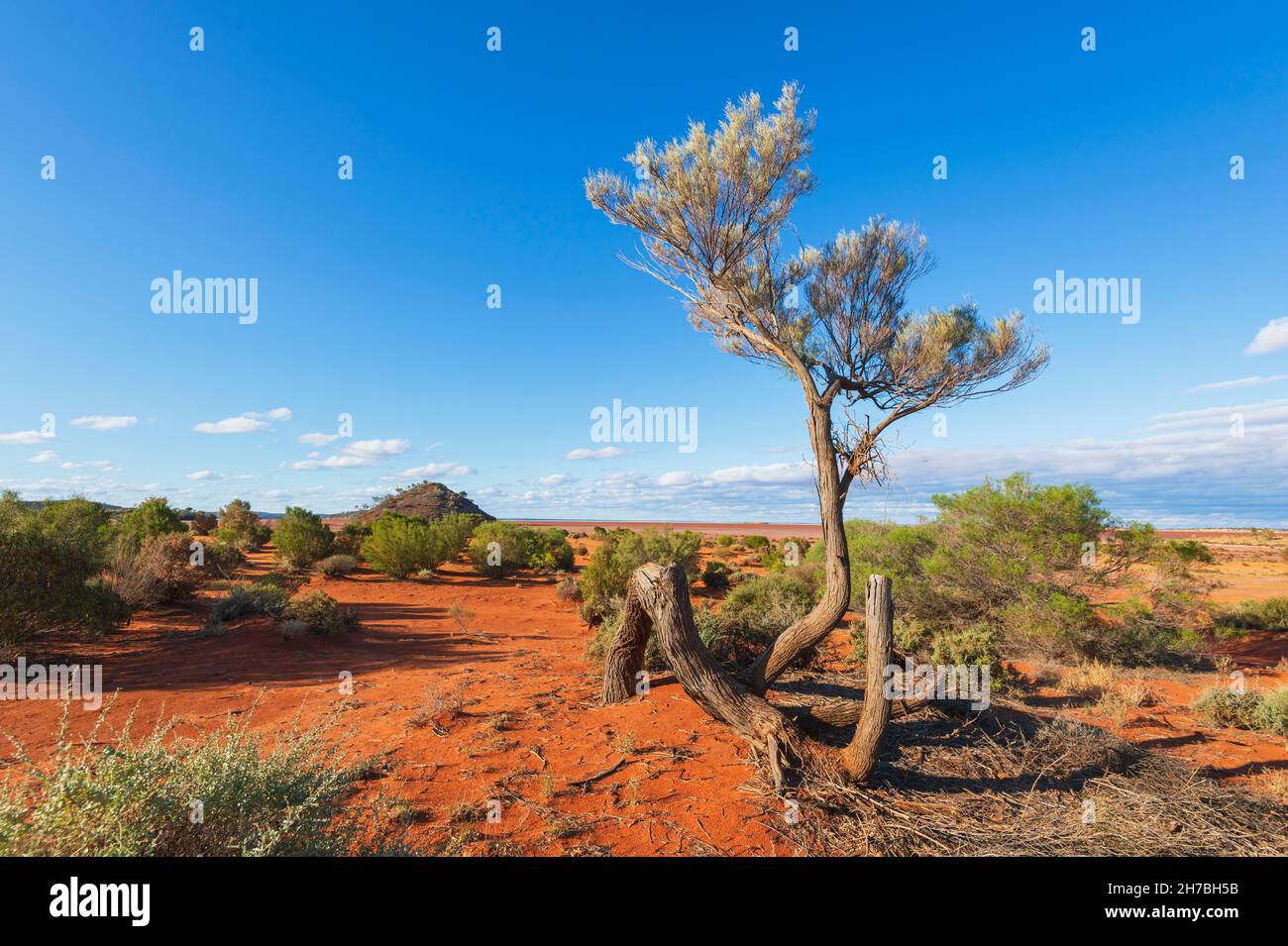 Lone twisted tree in the Australian Outback, Western Australia, WA ...