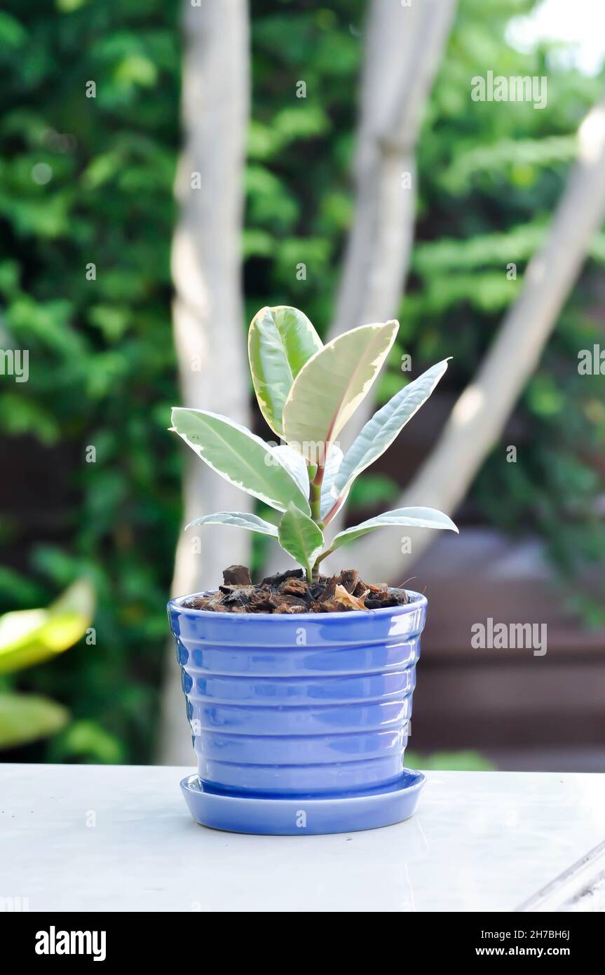 Decora Tree, Indian Rubber Tree or Rubber Plant or Variegated Indian ...