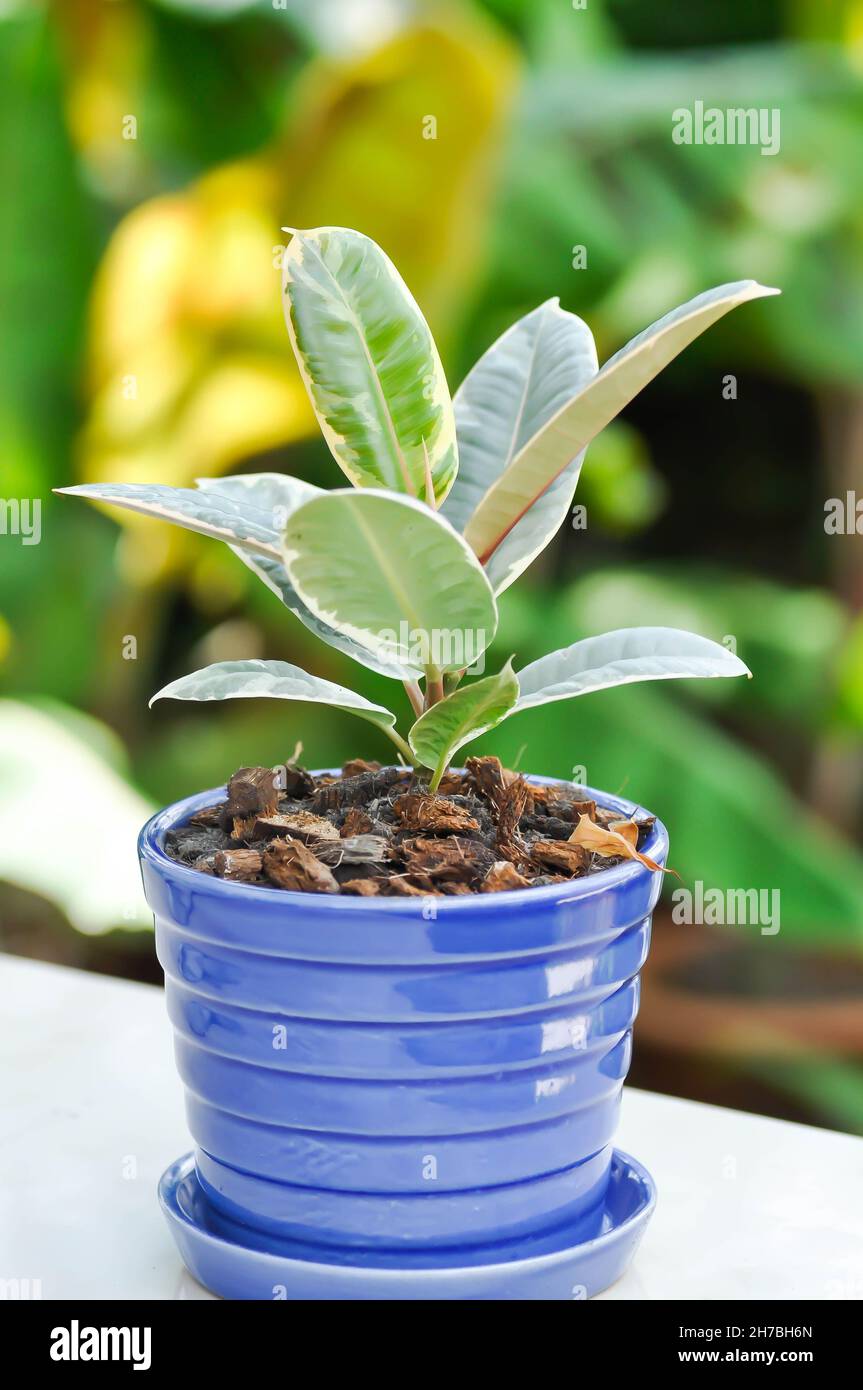 Decora Tree, Indian Rubber Tree or Rubber Plant or Variegated Indian ...