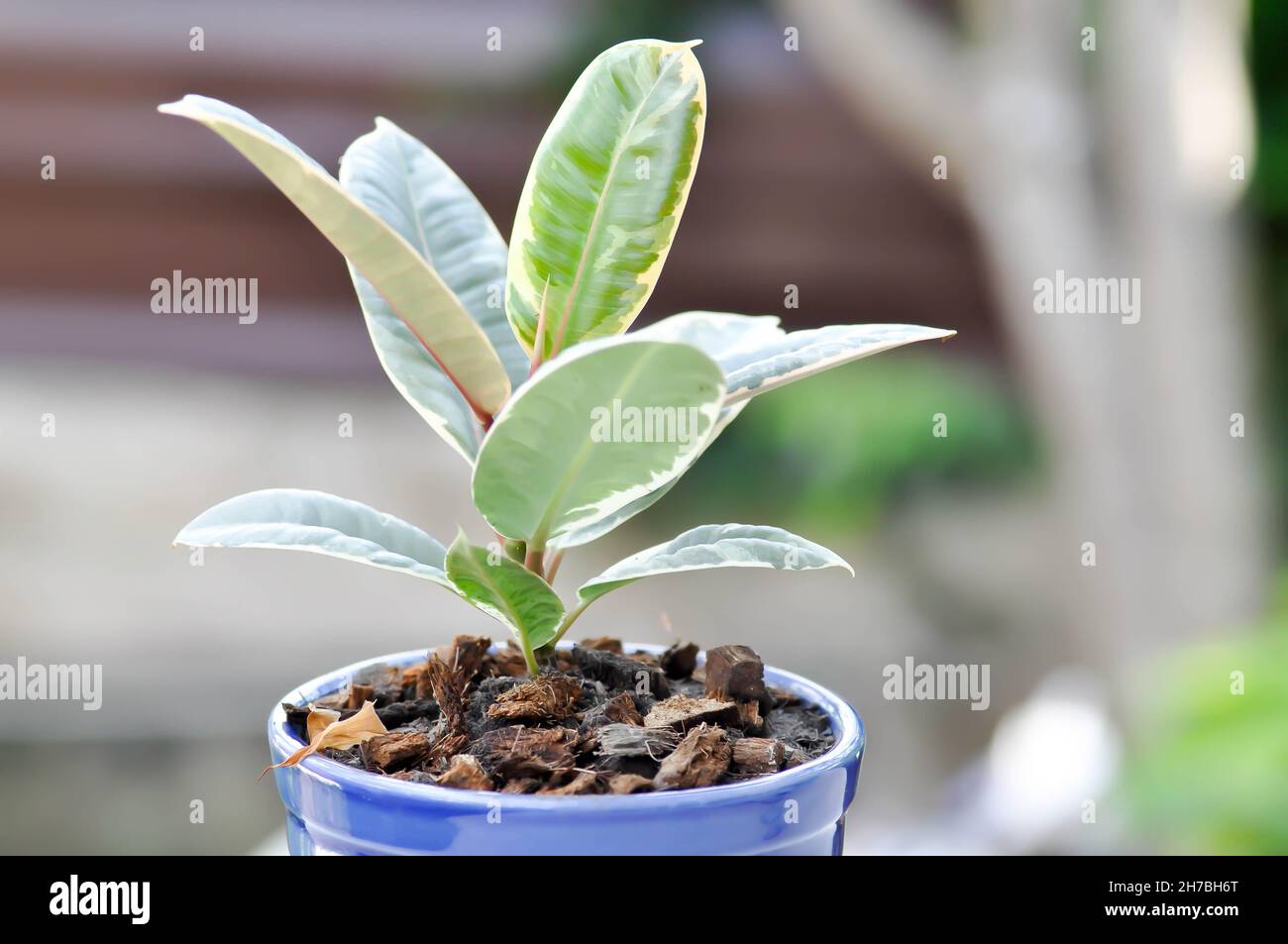 Decora Tree, Indian Rubber Tree or Rubber Plant or Variegated Indian ...