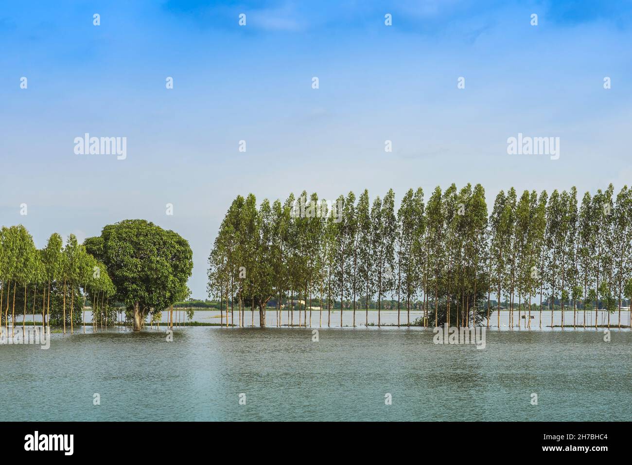 Scenic view of traditional flooded fields like a still lake on floating ...