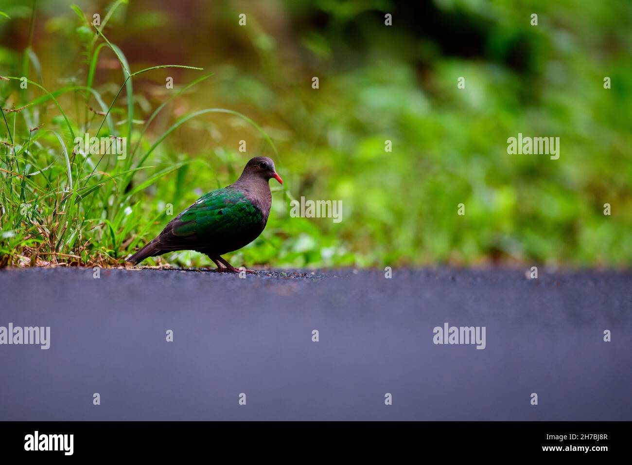 beautiful bird Common emerald dove, asian emerald dove or grey-capped ...