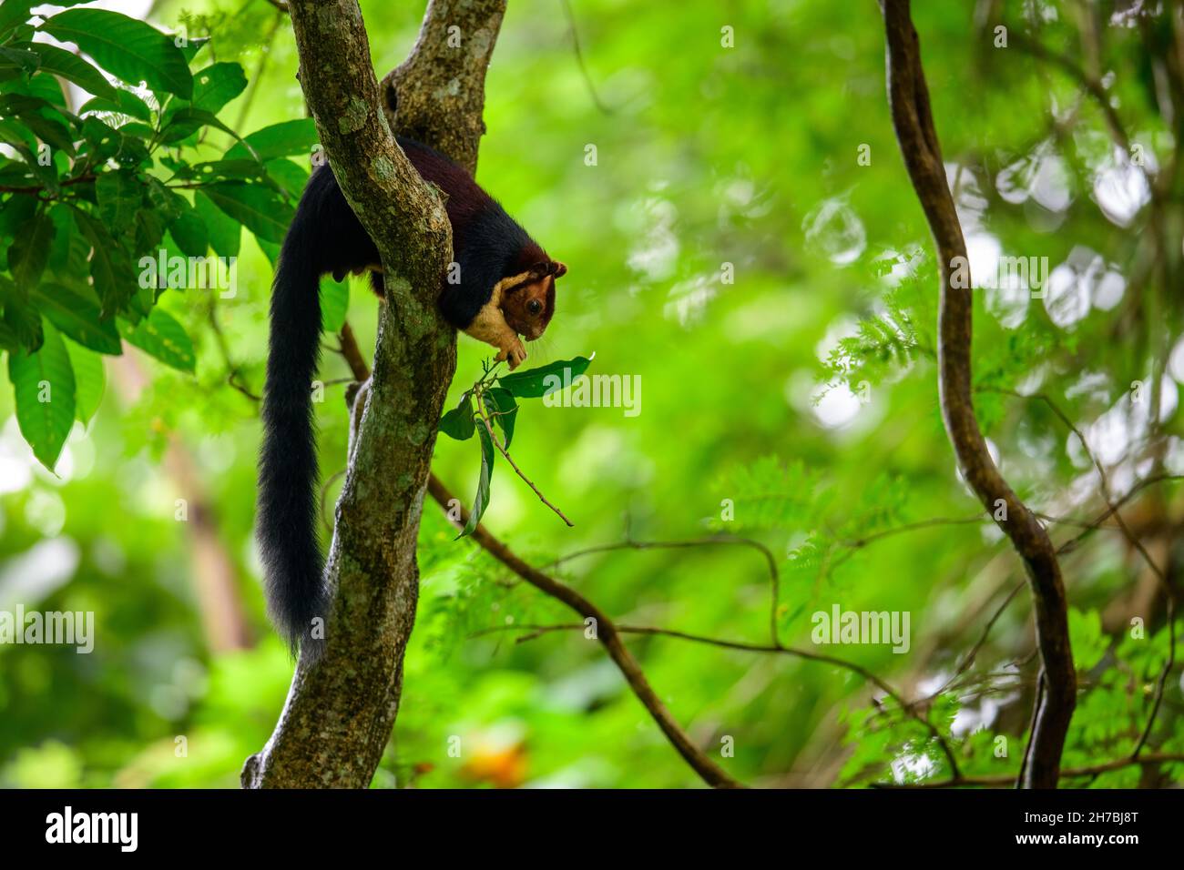 The Indian giant squirrel, or Malabar giant squirrel, is a large tree ...