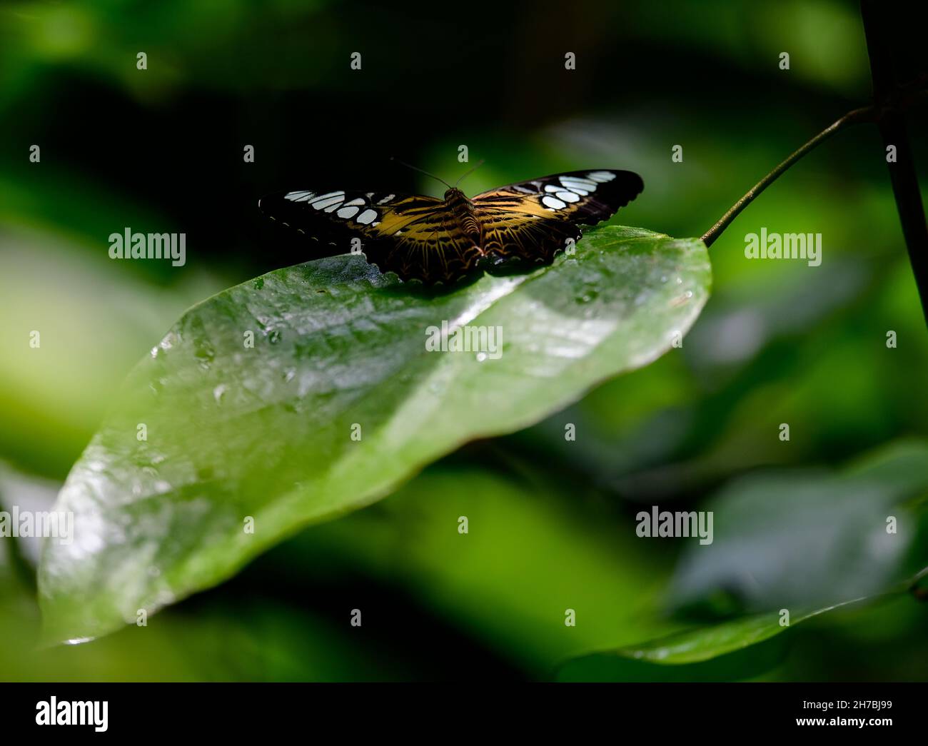 Clipper, Macro shots, Beautiful nature scene. Closeup beautiful ...