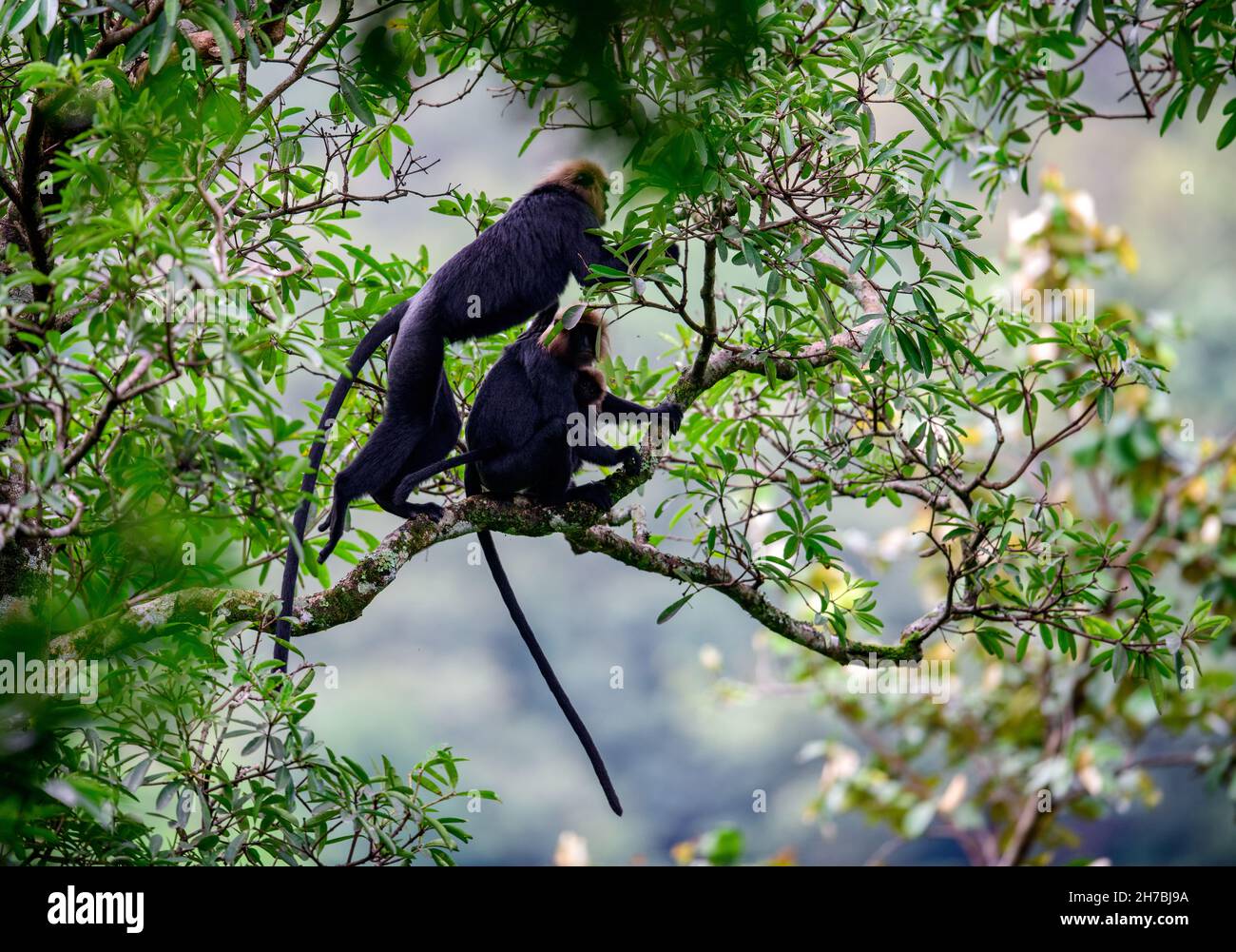 Nilgiri langur monkey running and jumping on a tree in its natural ...