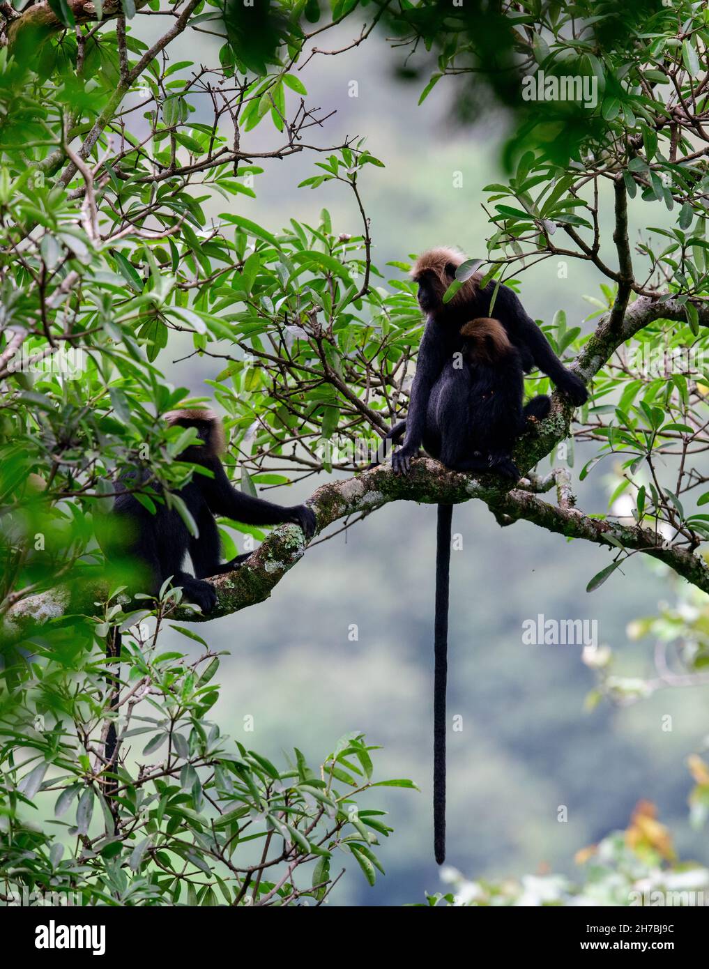 Nilgiri langur monkey running and jumping on a tree in its natural ...