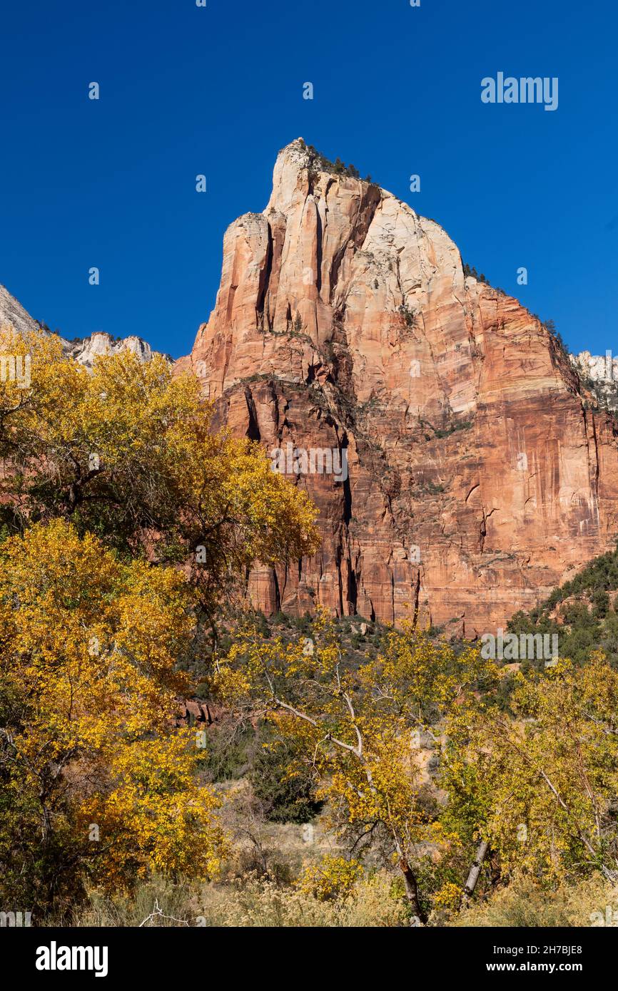 Cottonwood trees at Court of the Patriarchs in Zion Canyon in autumn ...