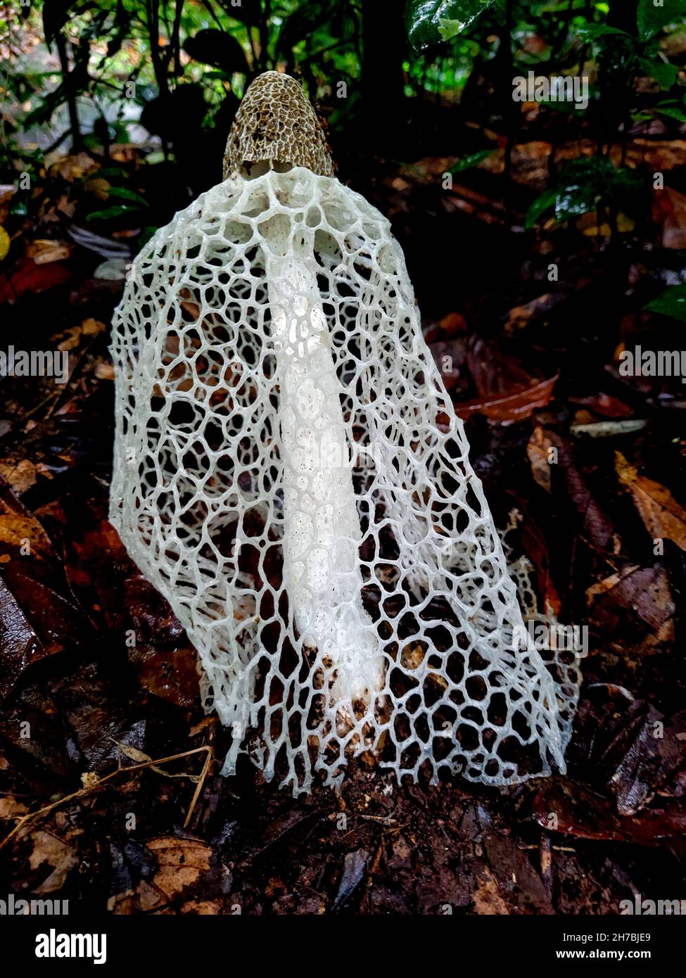 Bamboo fungus or veiled lady phallus indusiatus hi-res stock ...