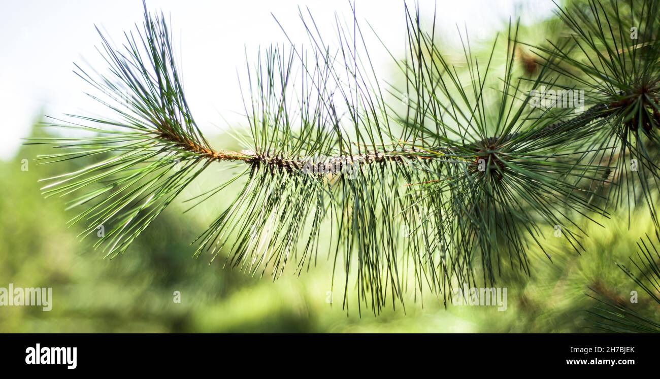 Details branches pine tree hi-res stock photography and images - Alamy