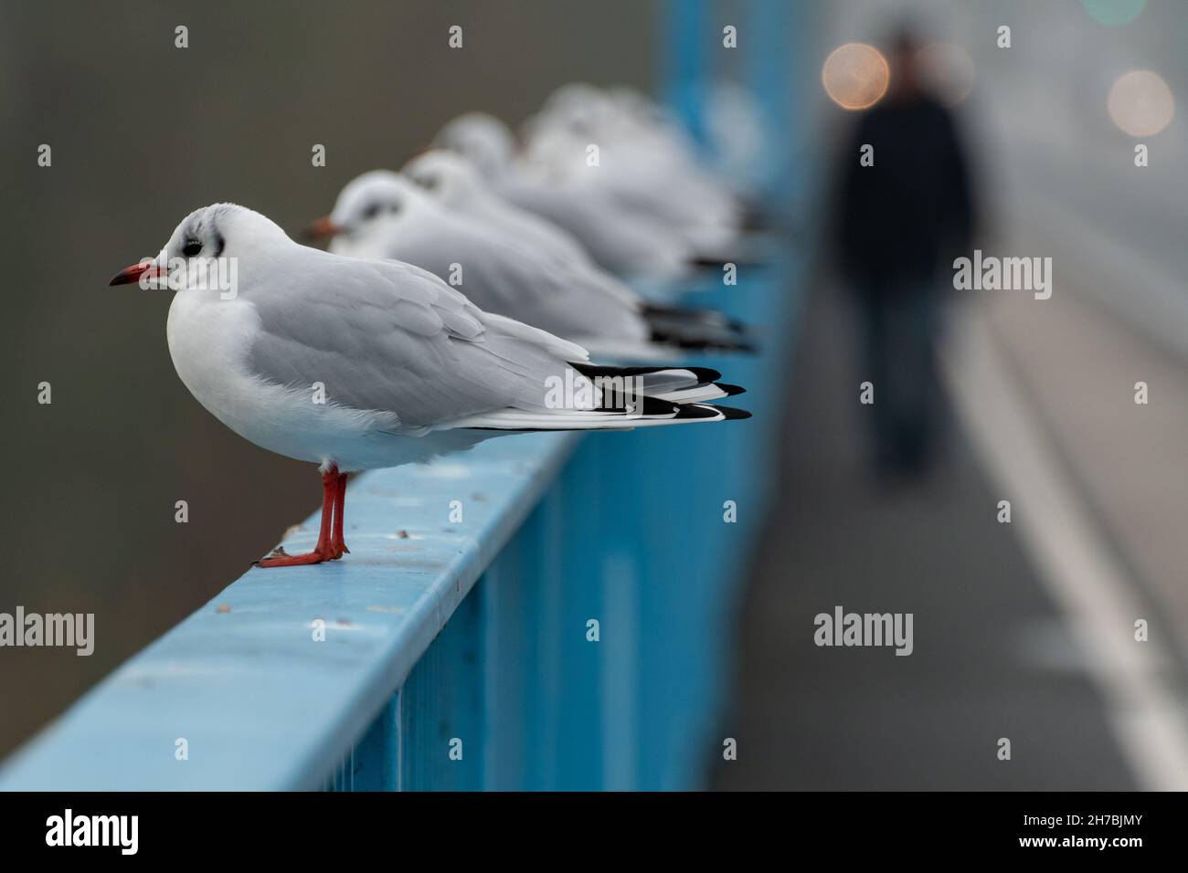 Beak bridge hi-res stock photography and images - Alamy