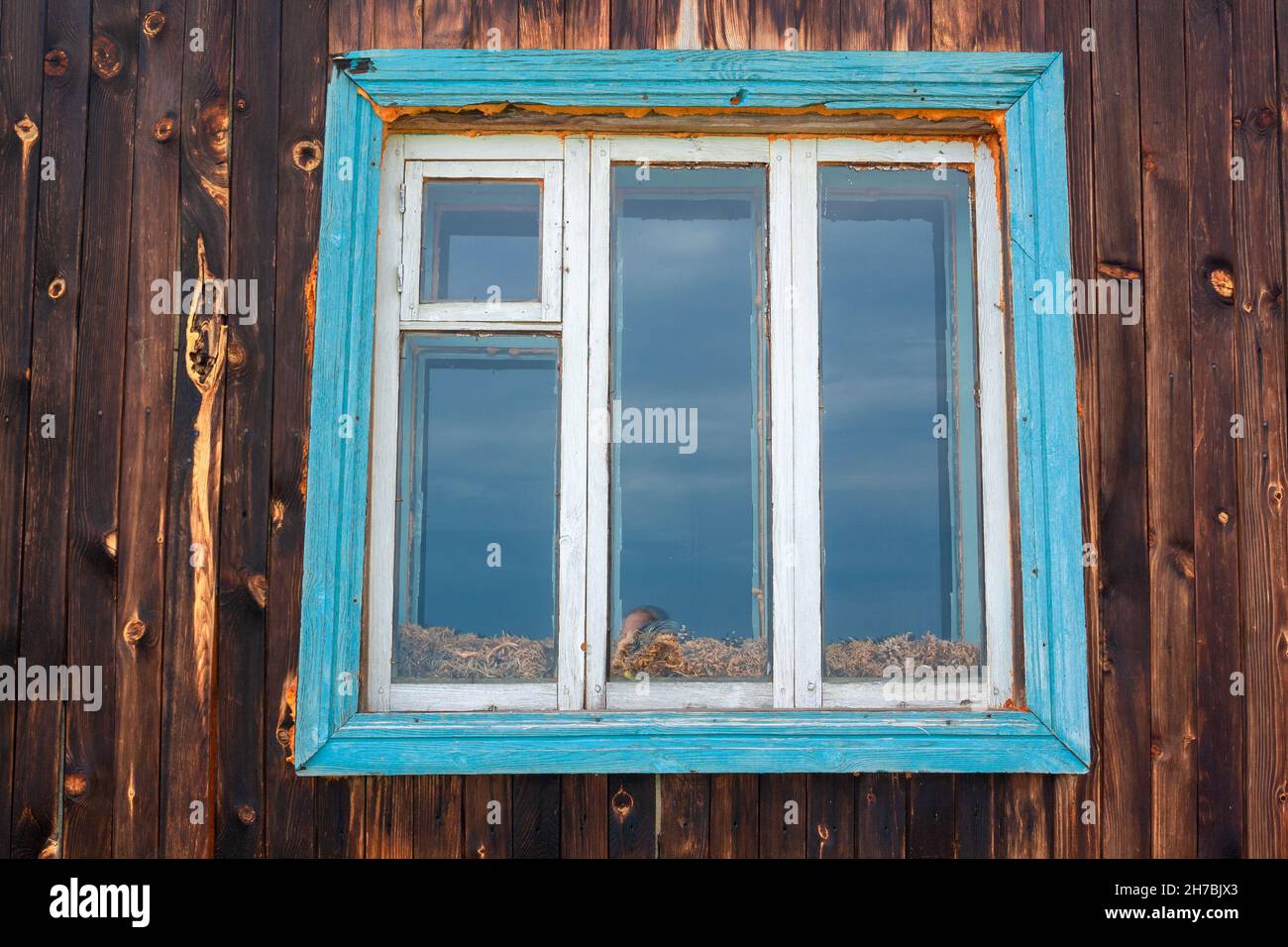 Old Russian window in wooden wall with layer of dry grass between the ...