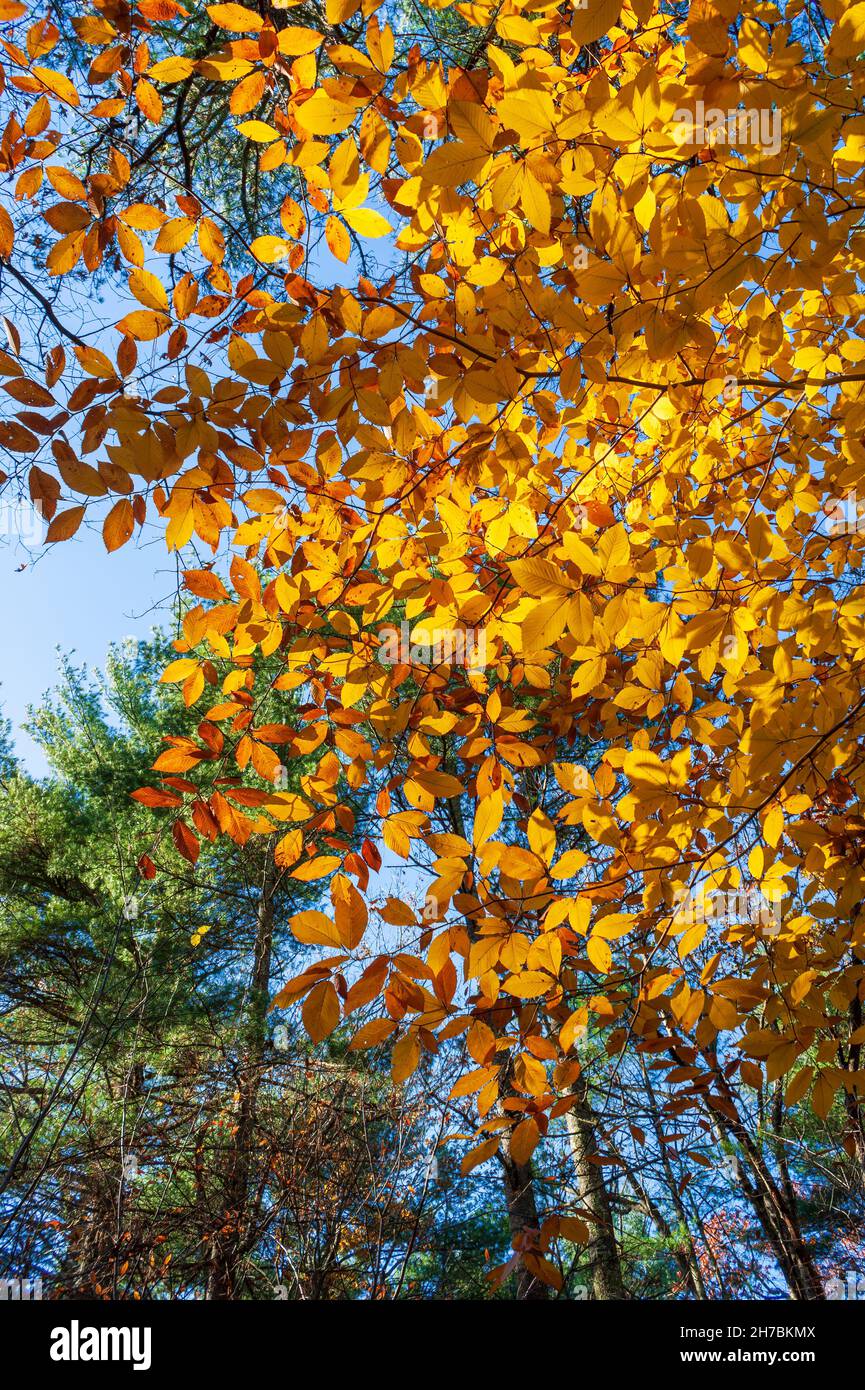Twigs of an American beech tree (Fagus grandifolia) in peak fall ...