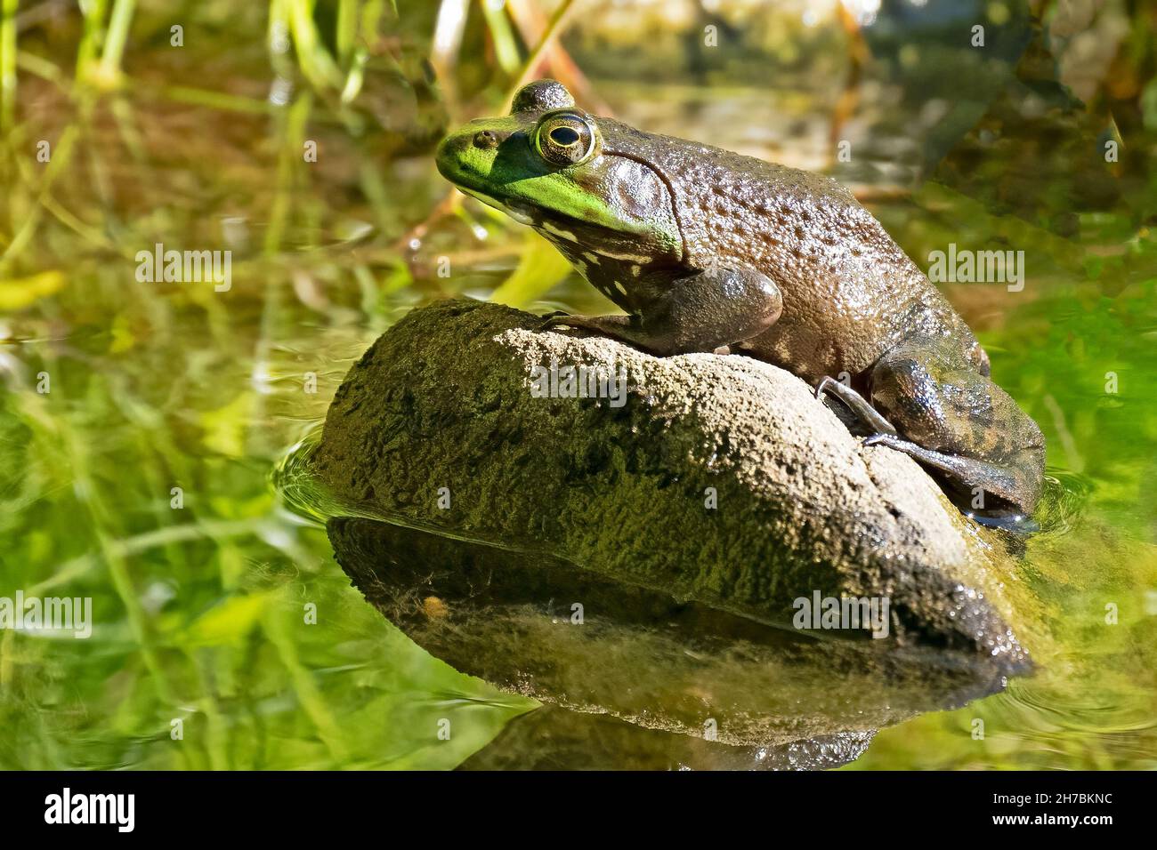 An American Bullfrog sitting on a Rock Stock Photo - Alamy