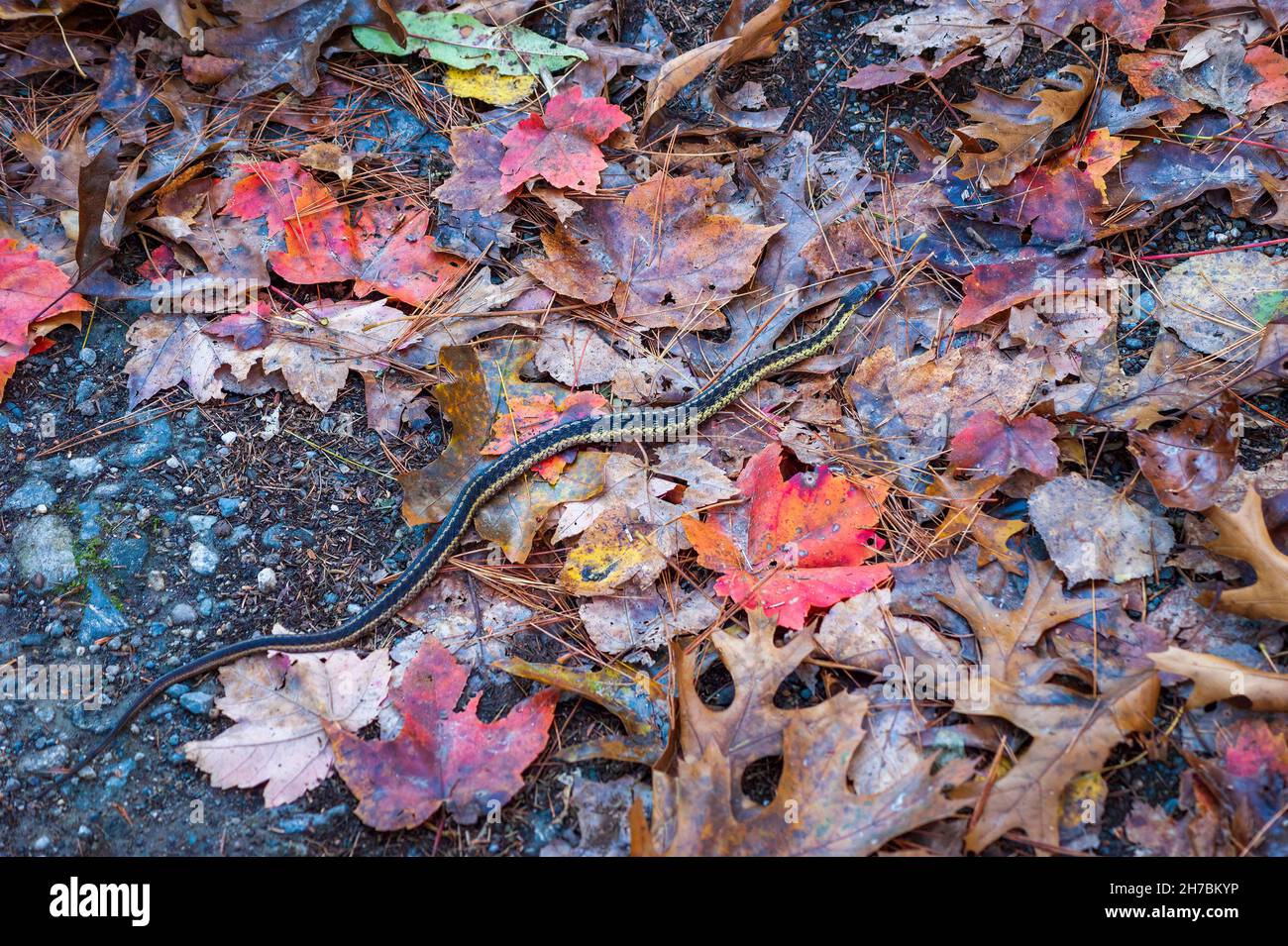 An eastern garter snake (Thamnophis sirtalis sirtalis) slithering ...