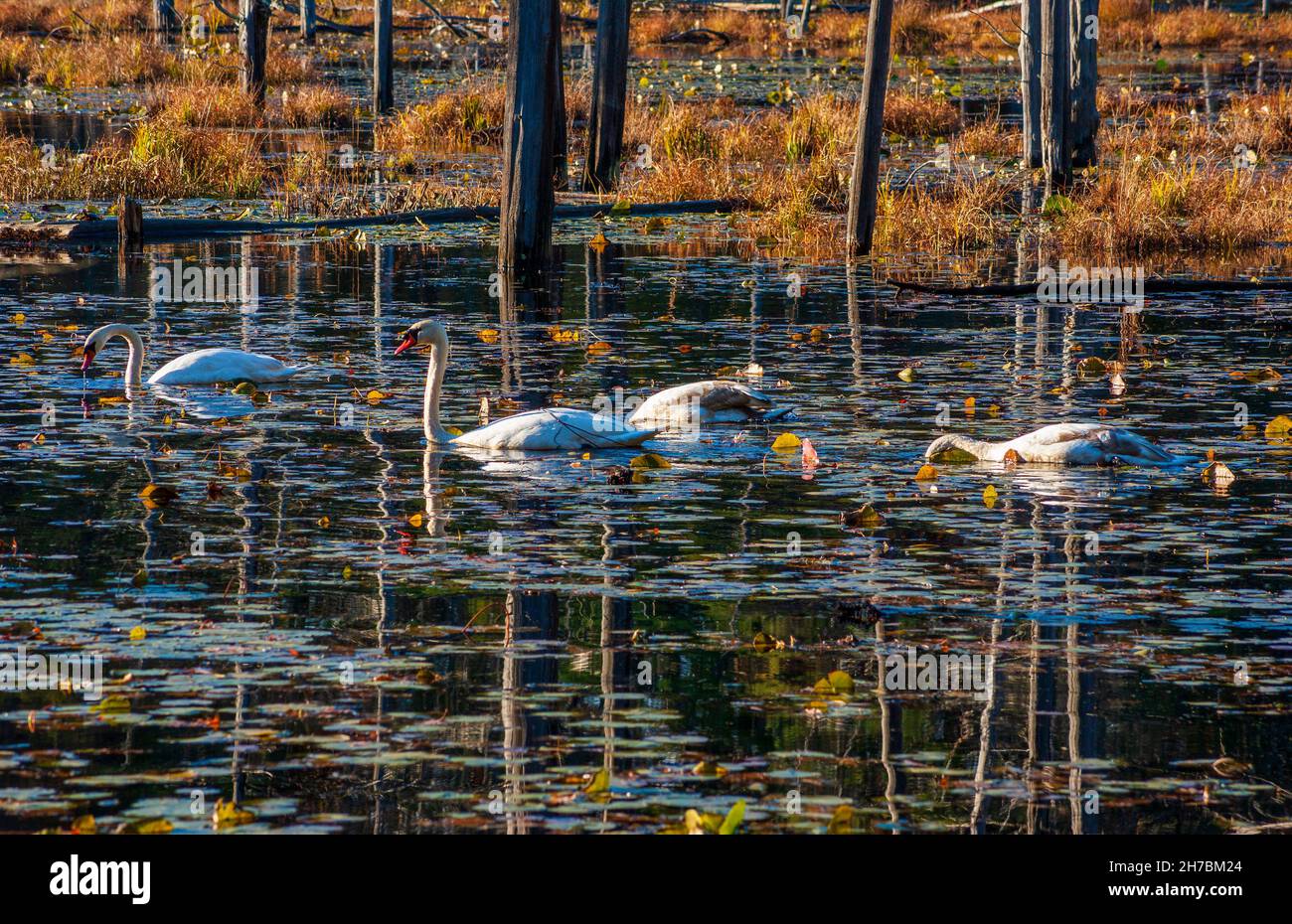 Flock of mute swans (cygnus olor). Couple with two youngsters dabbling ...