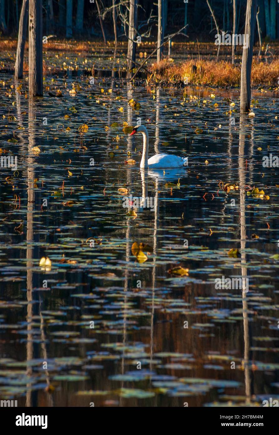 Flock of mute swans (cygnus olor). Couple with two youngsters dabbling ...