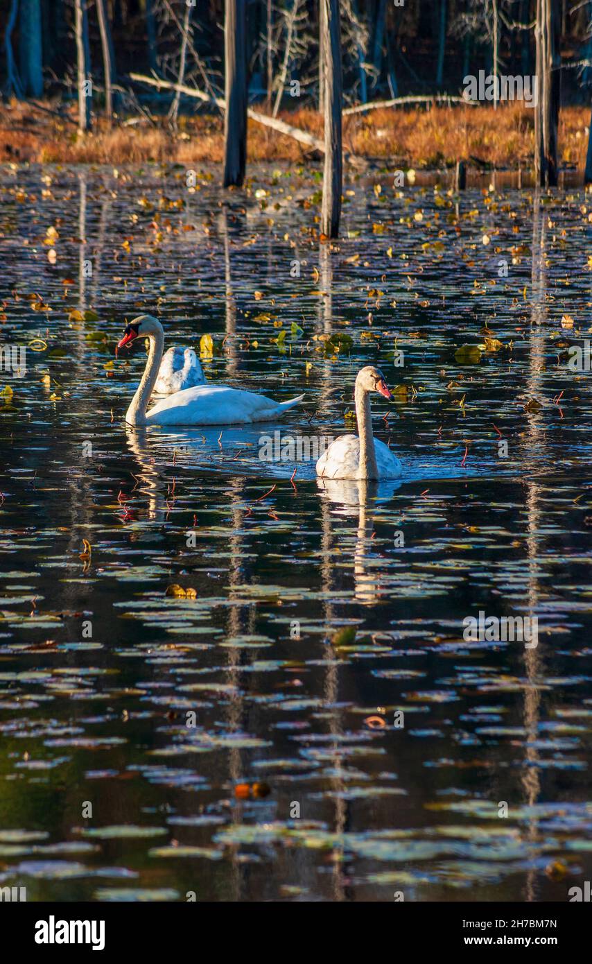 Flock of mute swans (cygnus olor). Couple with two youngsters dabbling ...