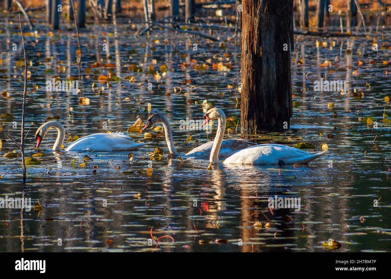 Flock of mute swans (cygnus olor). Couple with two youngsters dabbling ...