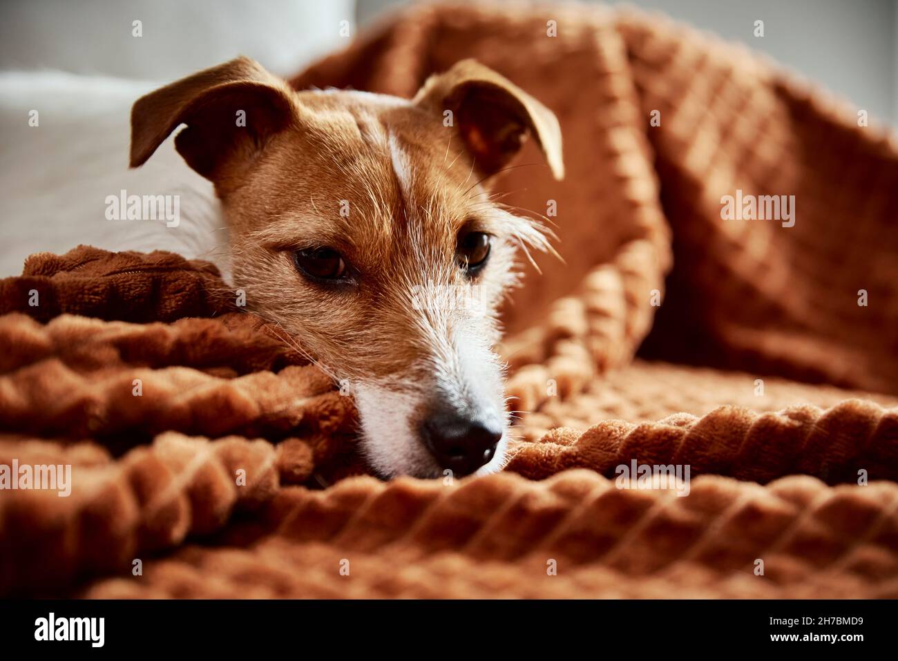 Lazy pet hi-res stock photography and images - Alamy