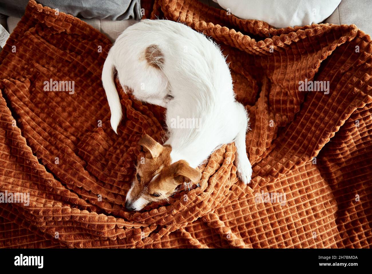Tired dog sleep on couch. Lazy pet relaxed at home, top view Stock ...