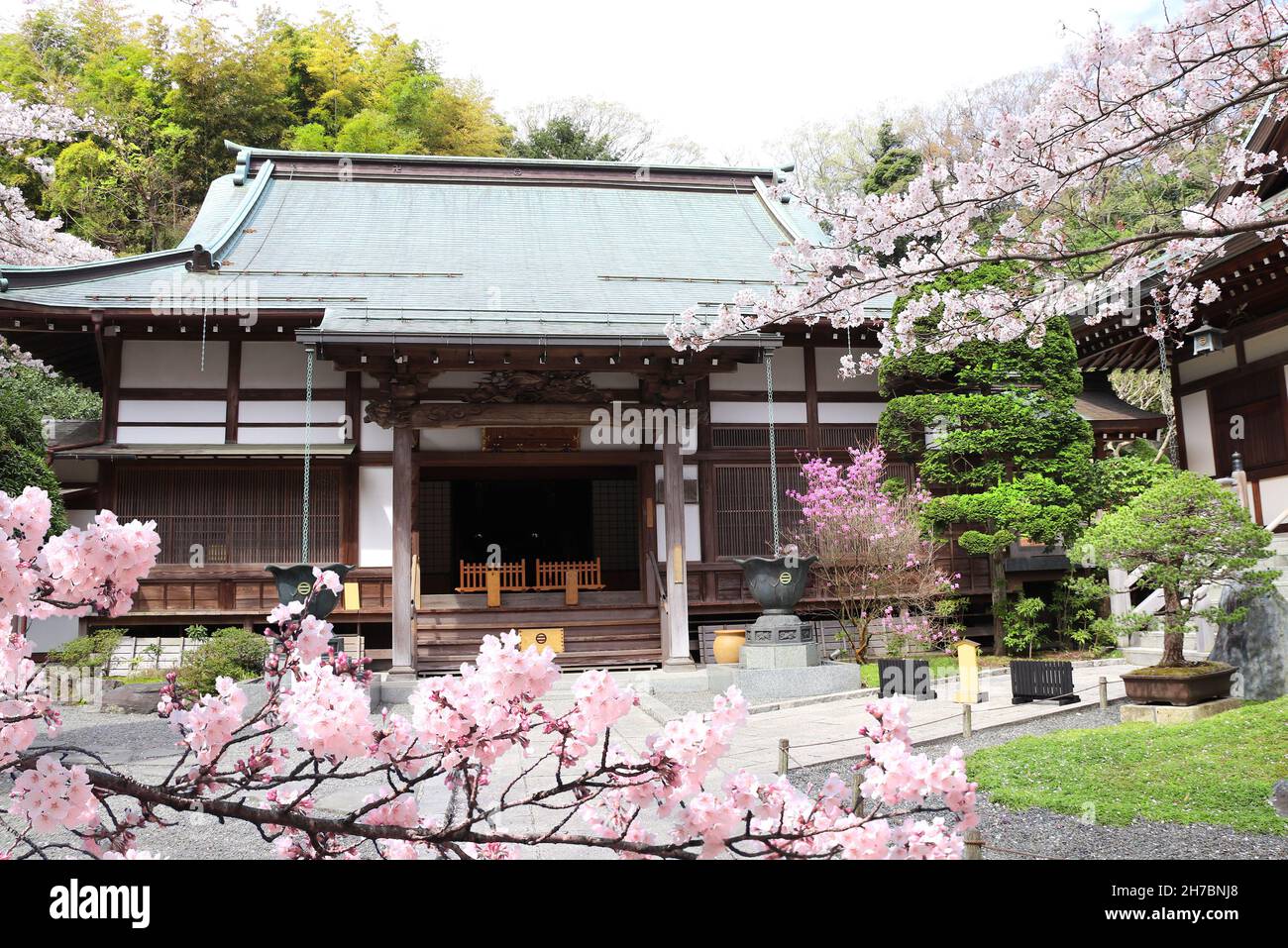 Ancient pavilion and sakura blossom branches in Hokokuji temple. Sakura ...