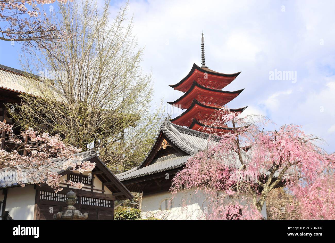 Goju-no-to pagoda (Gojunoto pagoda, Five storied pagoda) and blooming ...