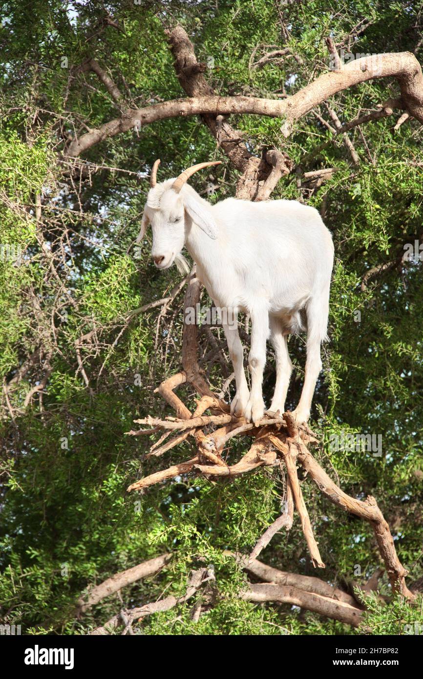 Famous moroccan scene - goat climbing on argan tree, Sidi Kaouki ...
