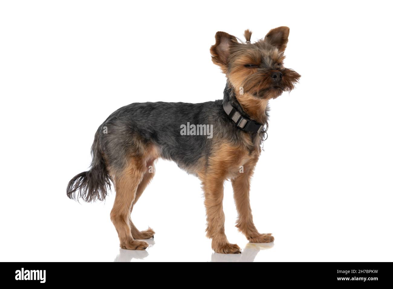side view of an adorable yorkshire terrier dog feeling sleepy and ...