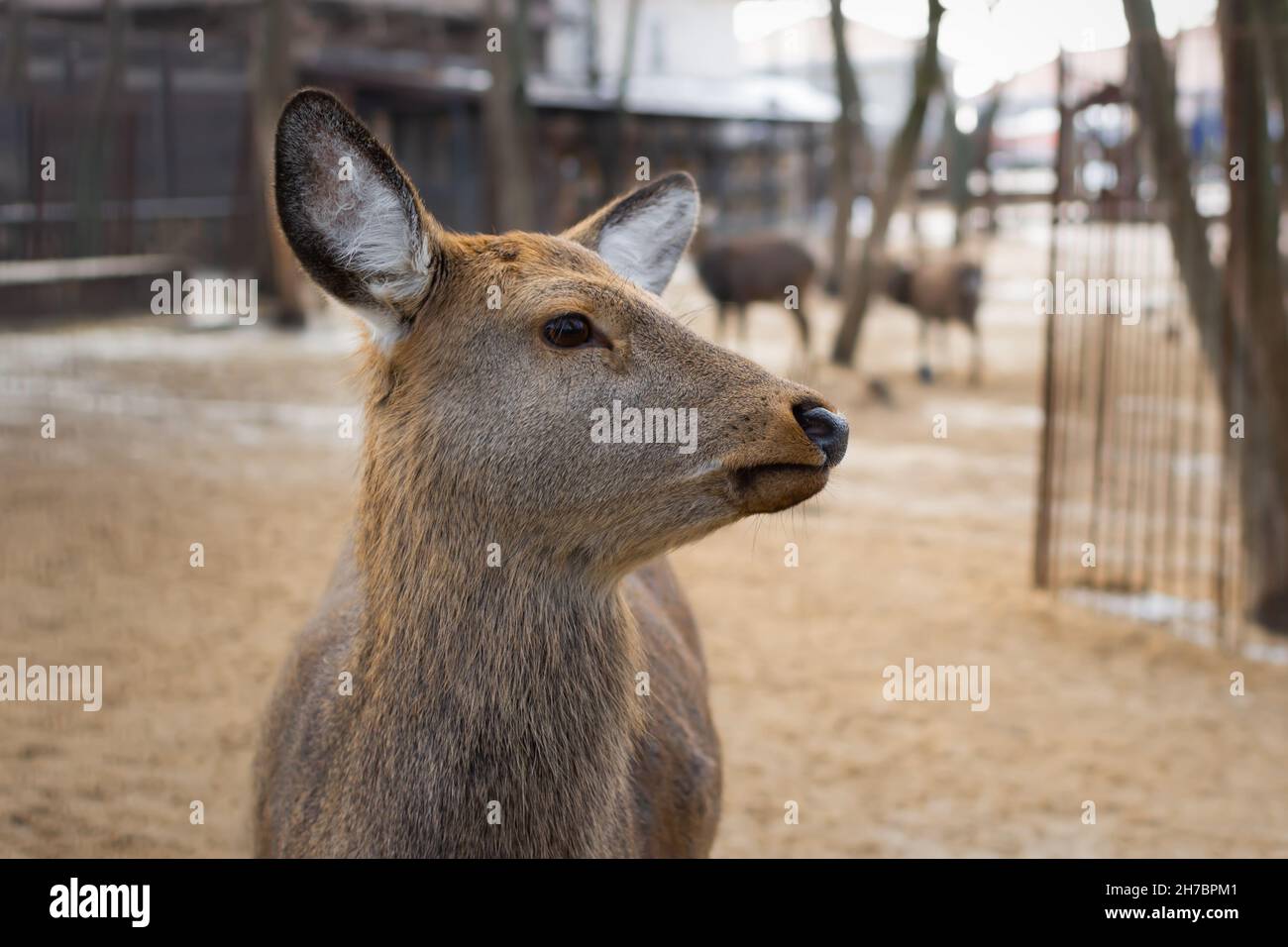 Young deer close-up. Breeding and breeding of wild animals in nature ...