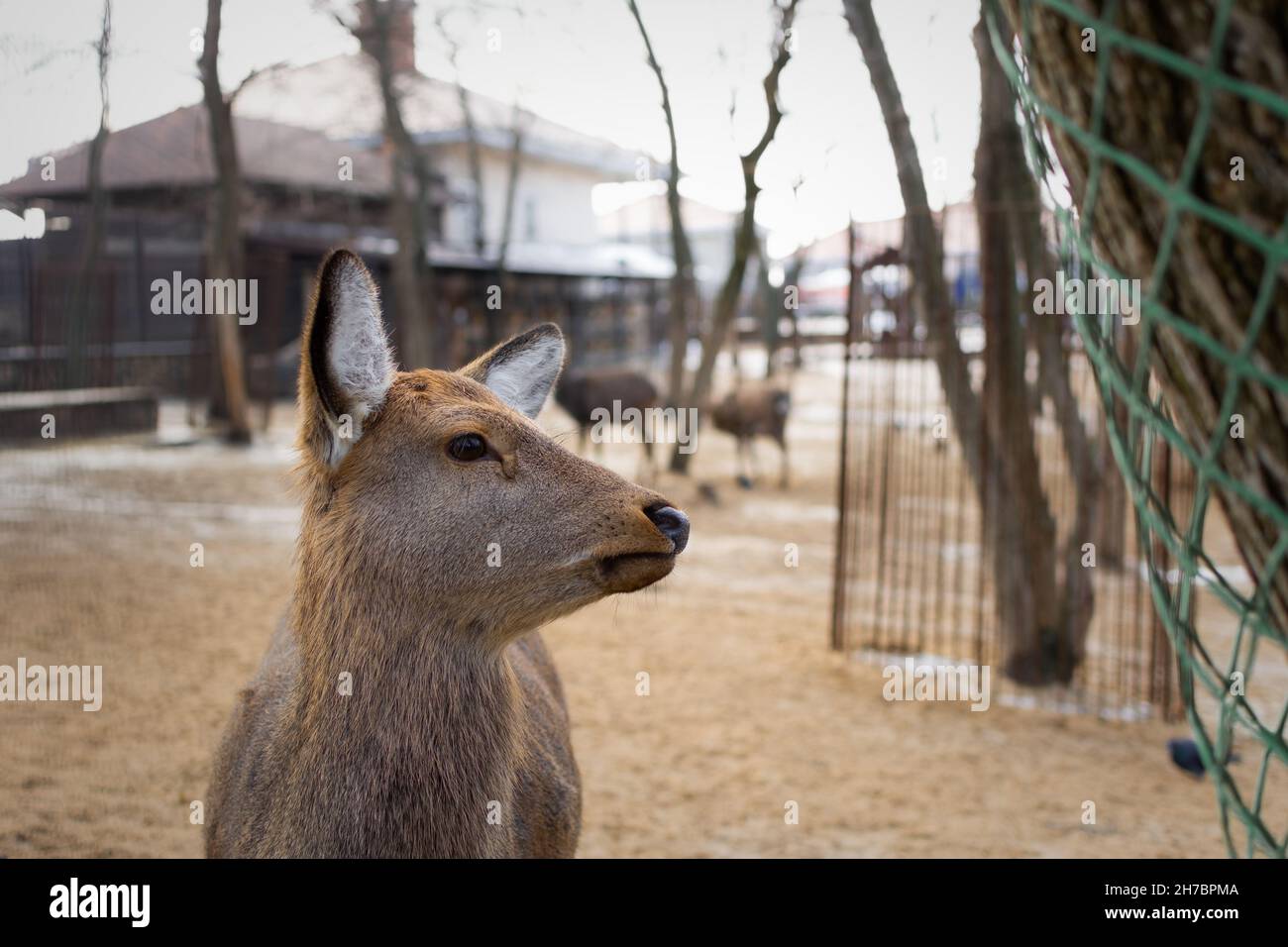 Young deer close-up. Breeding and breeding of wild animals in nature ...