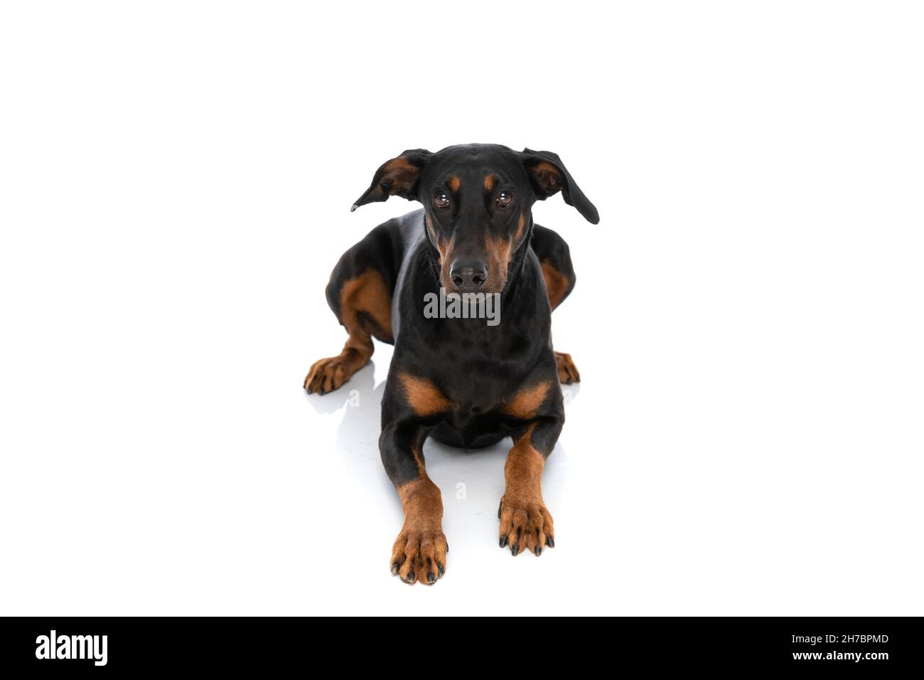 adorable dobermann dog looking up while laying down isolated on white ...