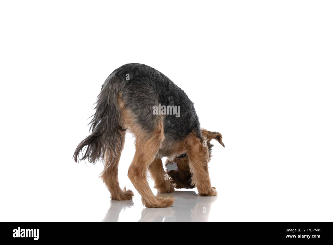 rear view of a yorkshire terrier dog sniffing something around and ...