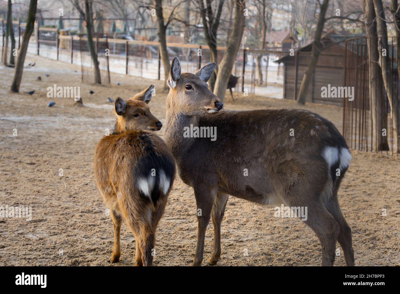 Young deer close-up. Breeding and breeding of wild animals in nature ...