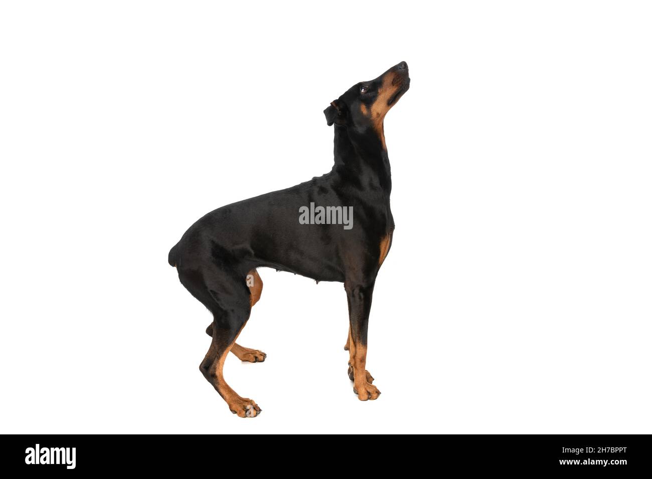 side view of excited dobermann dog looking up and being curious while ...