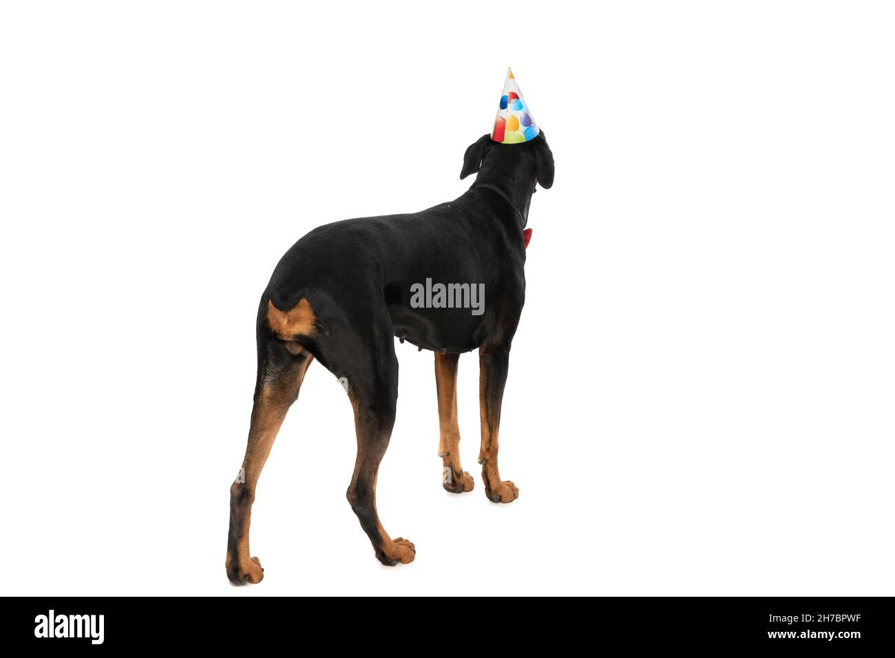 back view of elegant dobermann puppy with birthday hat and bowtie ...