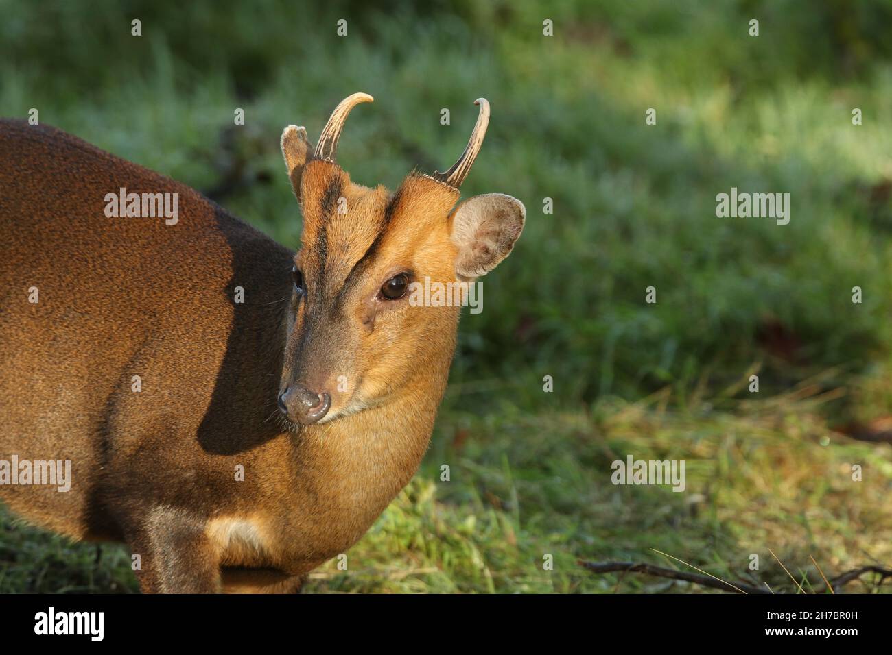 A wild buck Muntjac Deer, Muntiacus reevesi, feeding at the edge of a ...