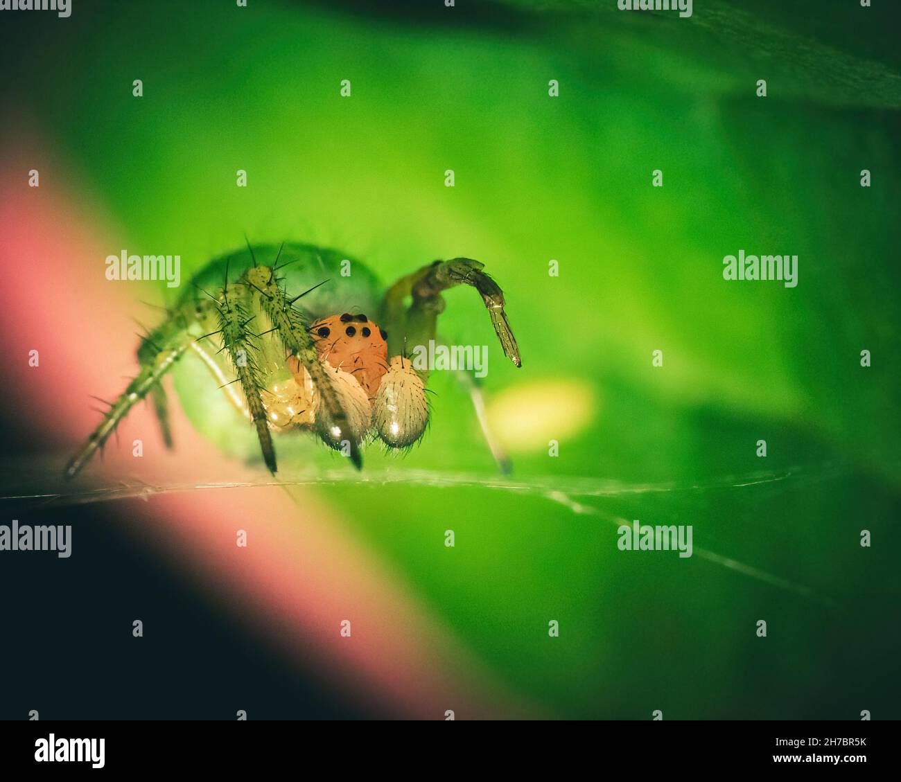Small spider on a cobweb between two plants Stock Photo - Alamy