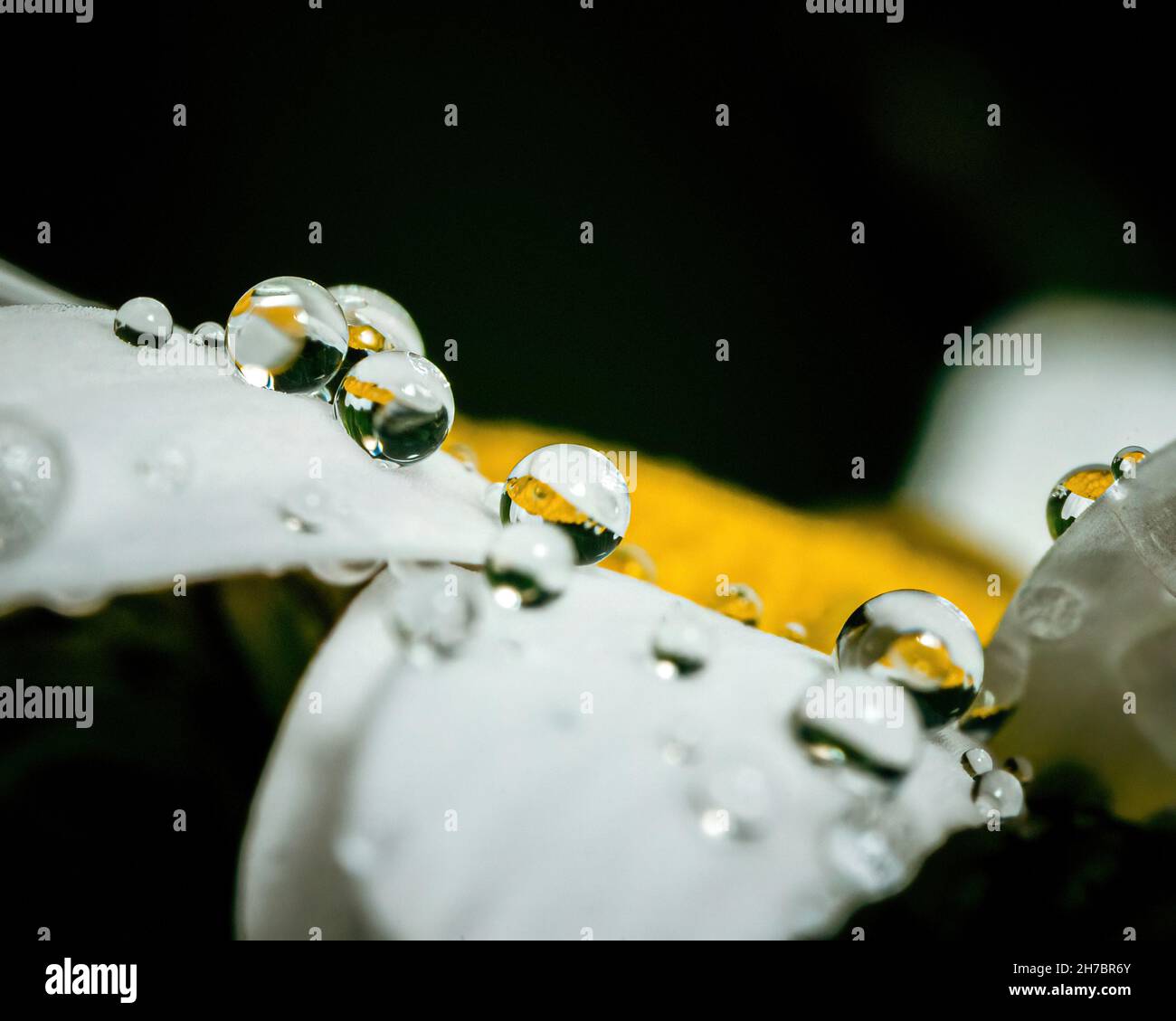Beautiful water drops on a white flower Stock Photo - Alamy