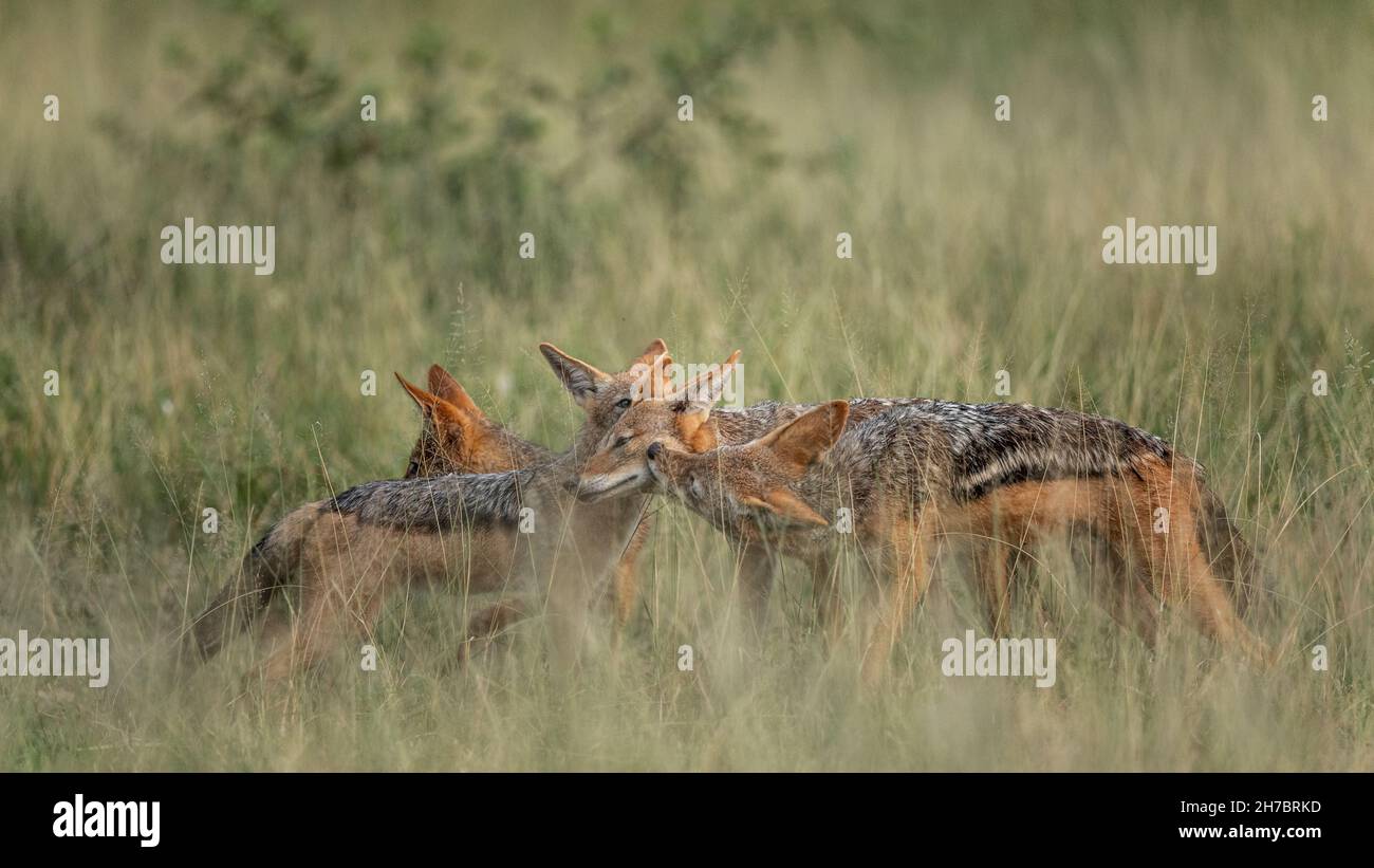 Black-backed jackal family Stock Photo - Alamy